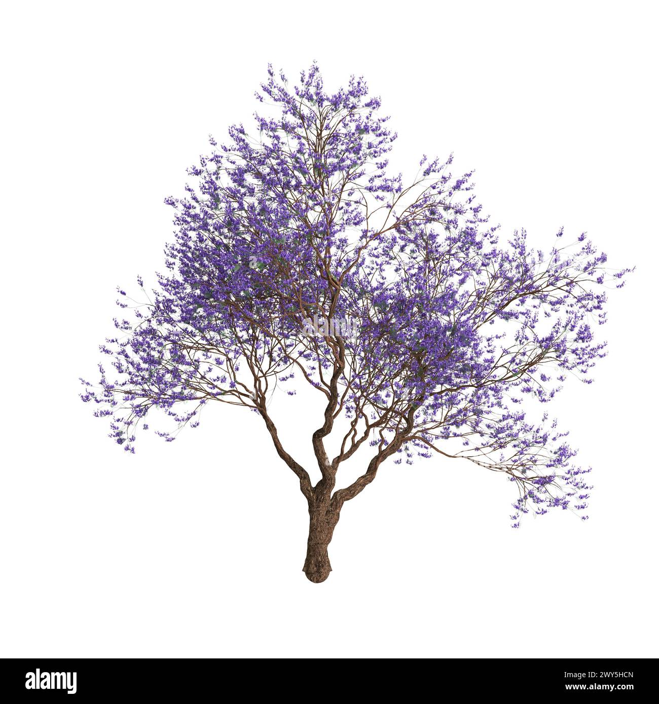 3d illustration of Jacaranda mimosifolia tree isolated on white ...