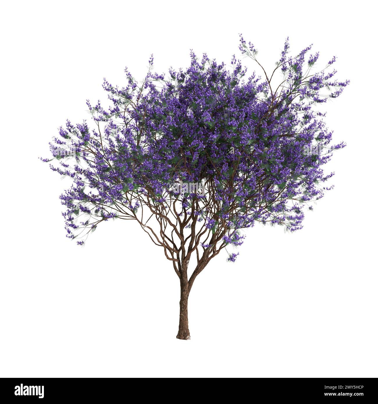 3d illustration of Jacaranda mimosifolia tree isolated on white ...