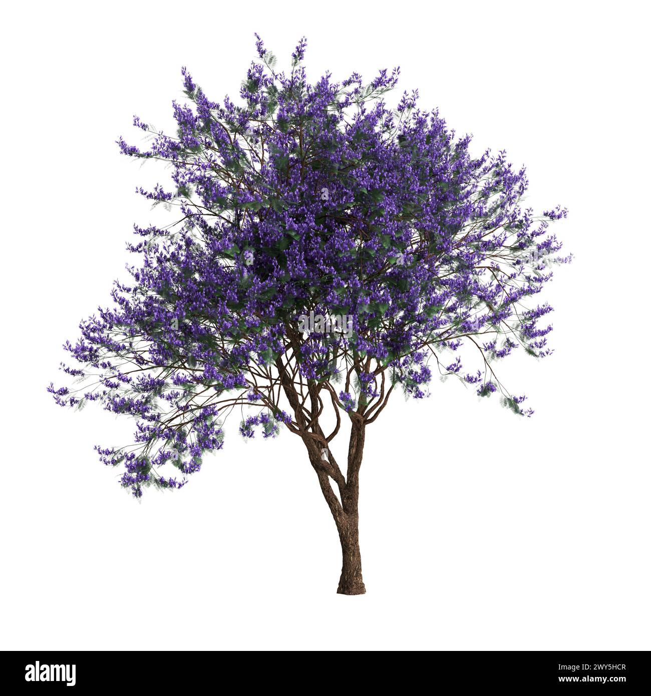 3d illustration of Jacaranda mimosifolia tree isolated on white ...