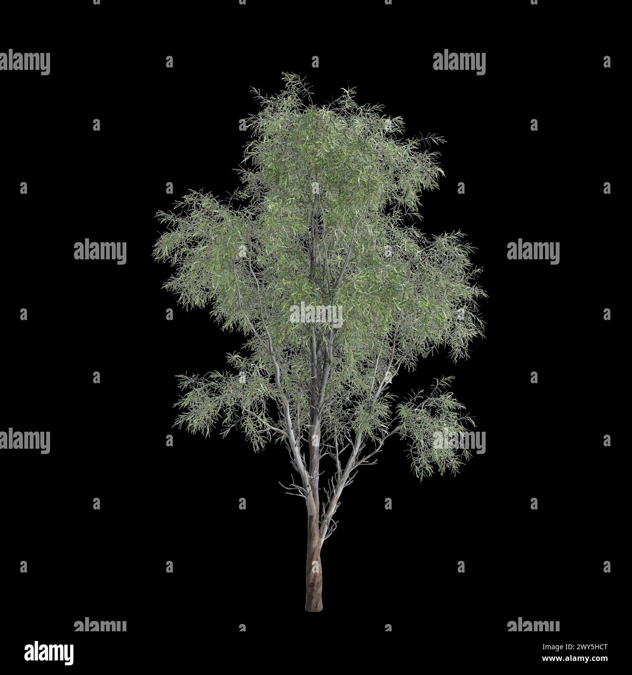 3d illustration of Eucalyptus globulus tree isolated on black ...