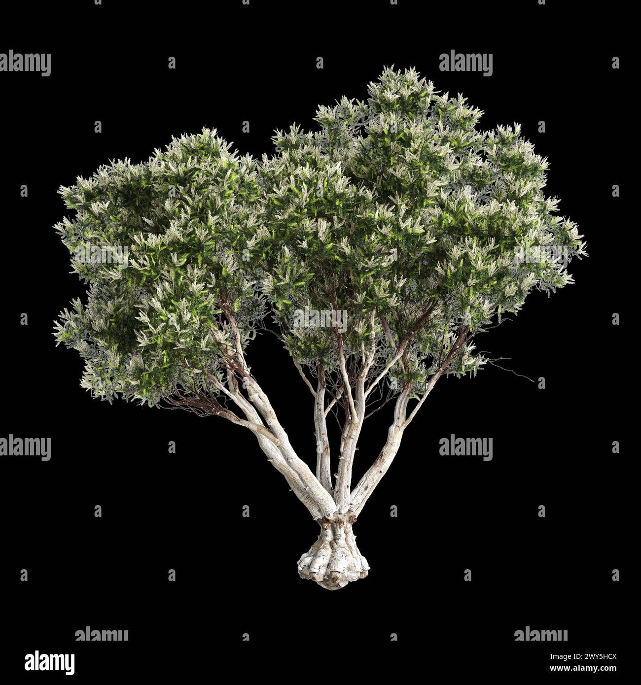 3d illustration of Melaleuca linariifolia tree isolated on black ...