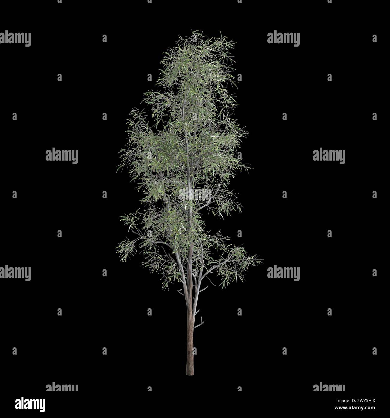 3d illustration of Eucalyptus globulus tree isolated on black ...