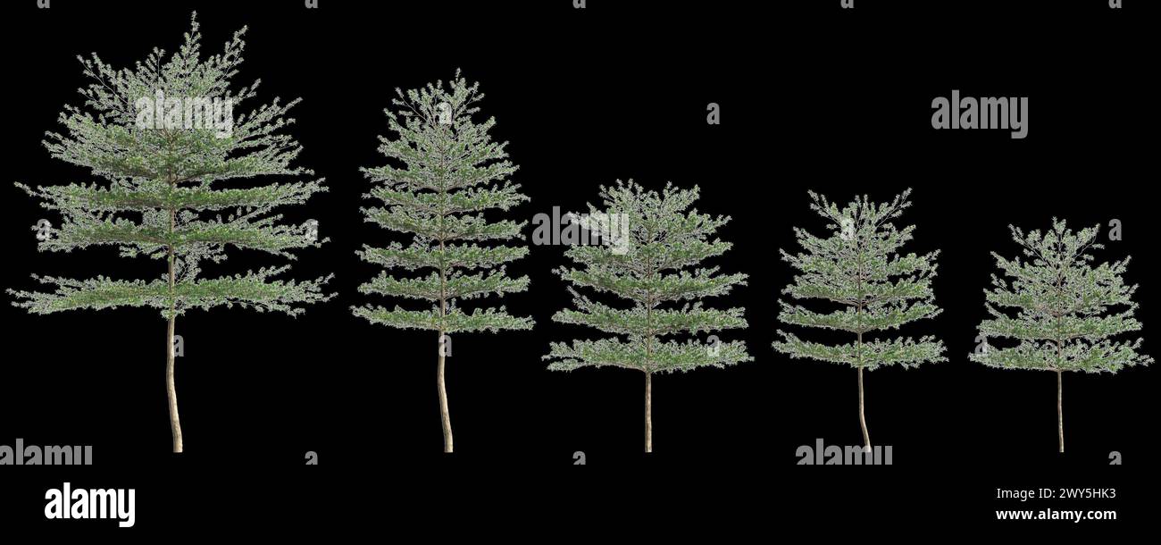 3d illustration of set Terminalia Mantaly tree isolated on black ...