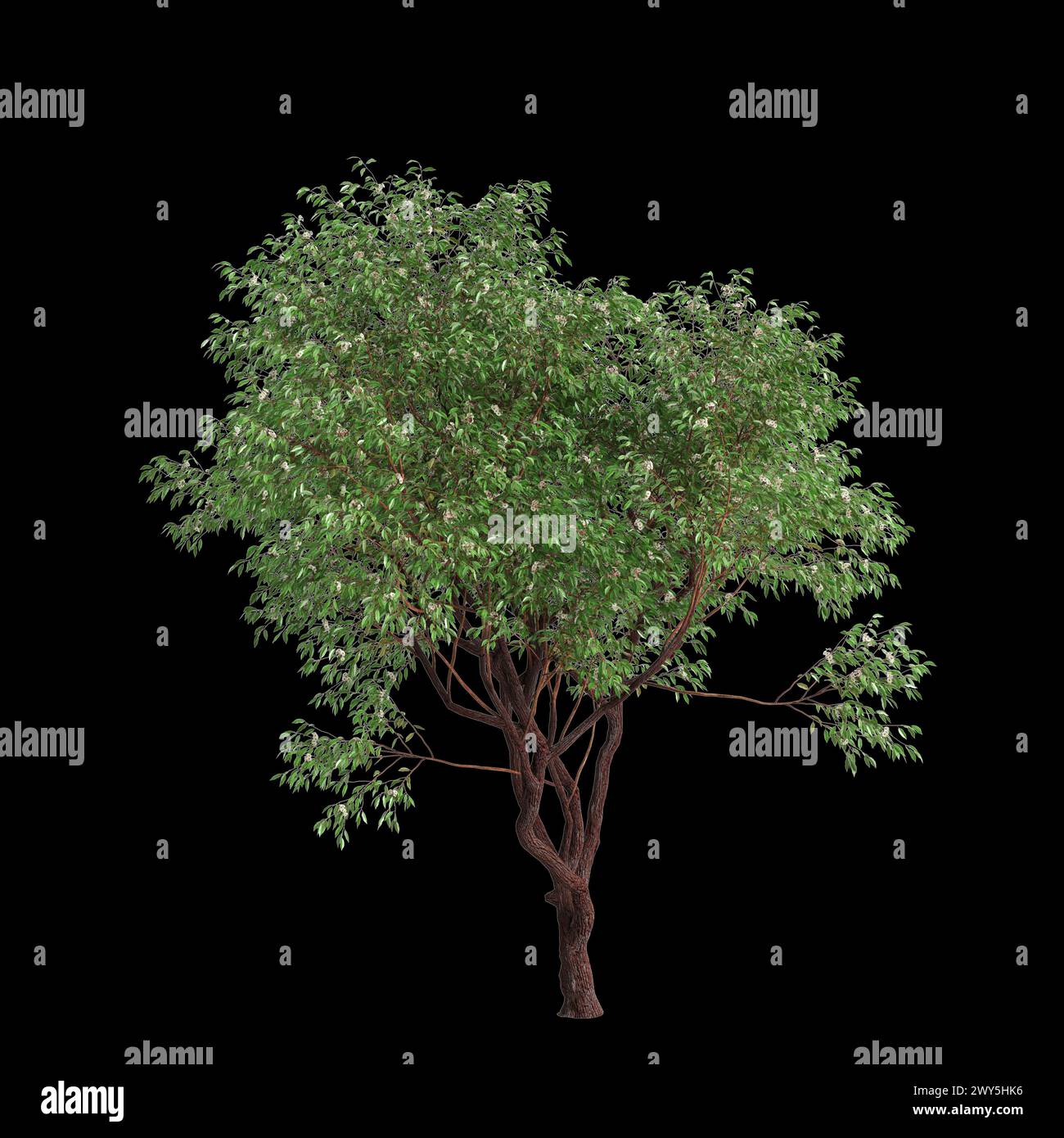 3d illustration of Corymbia calophylla tree isolated on black ...