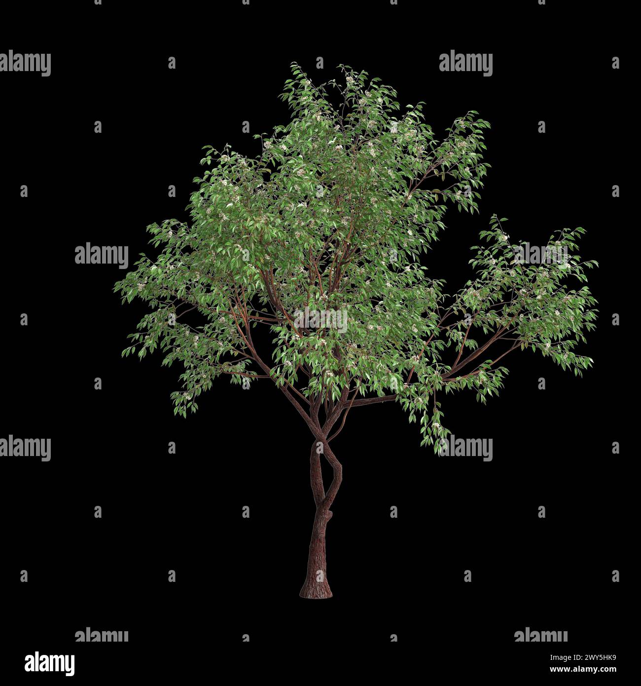 3d illustration of Corymbia calophylla tree isolated on black ...