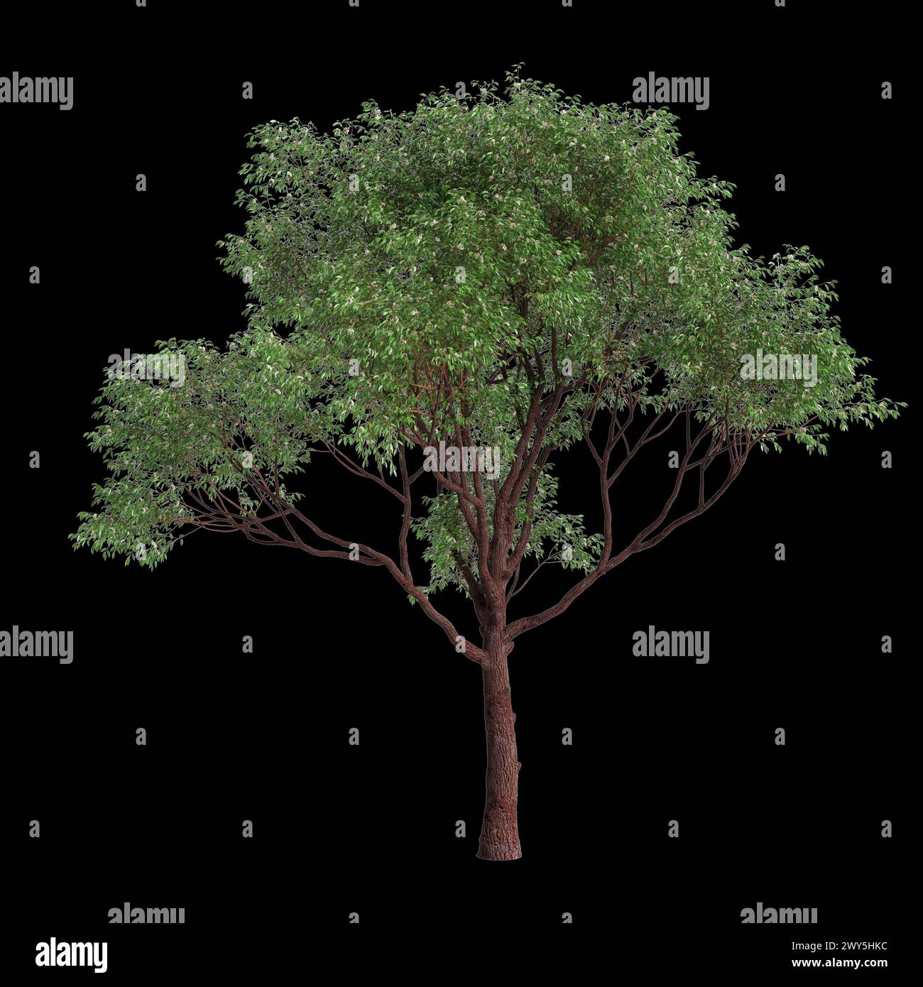 3d illustration of Corymbia calophylla tree isolated on black ...
