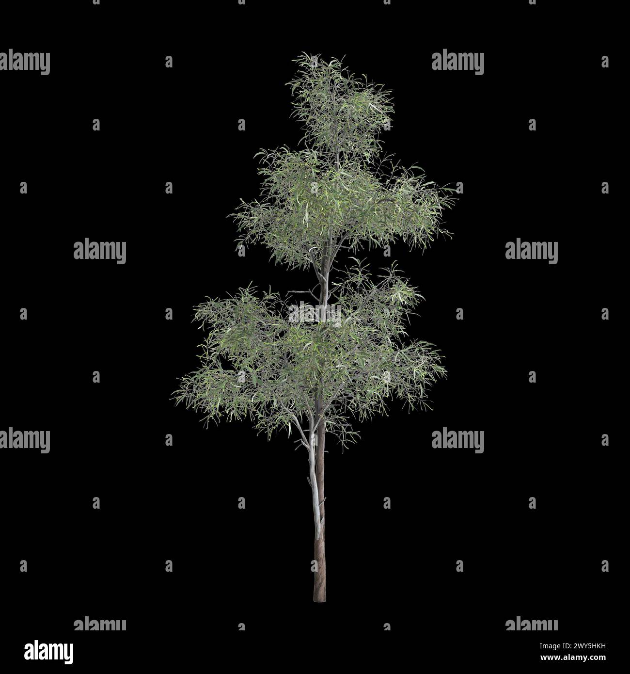 3d illustration of Eucalyptus globulus tree isolated on black ...