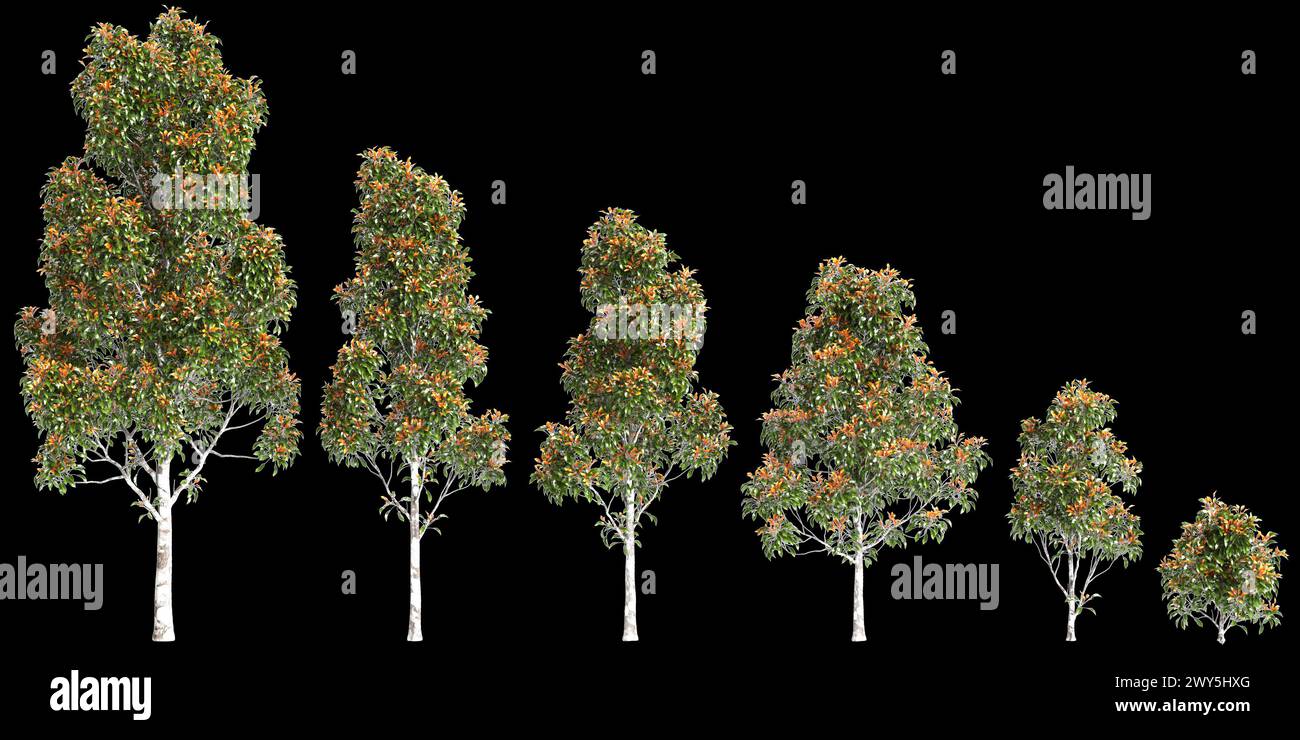 3d illustration of set Elaeocarpus eumundi tree isolated on black ...