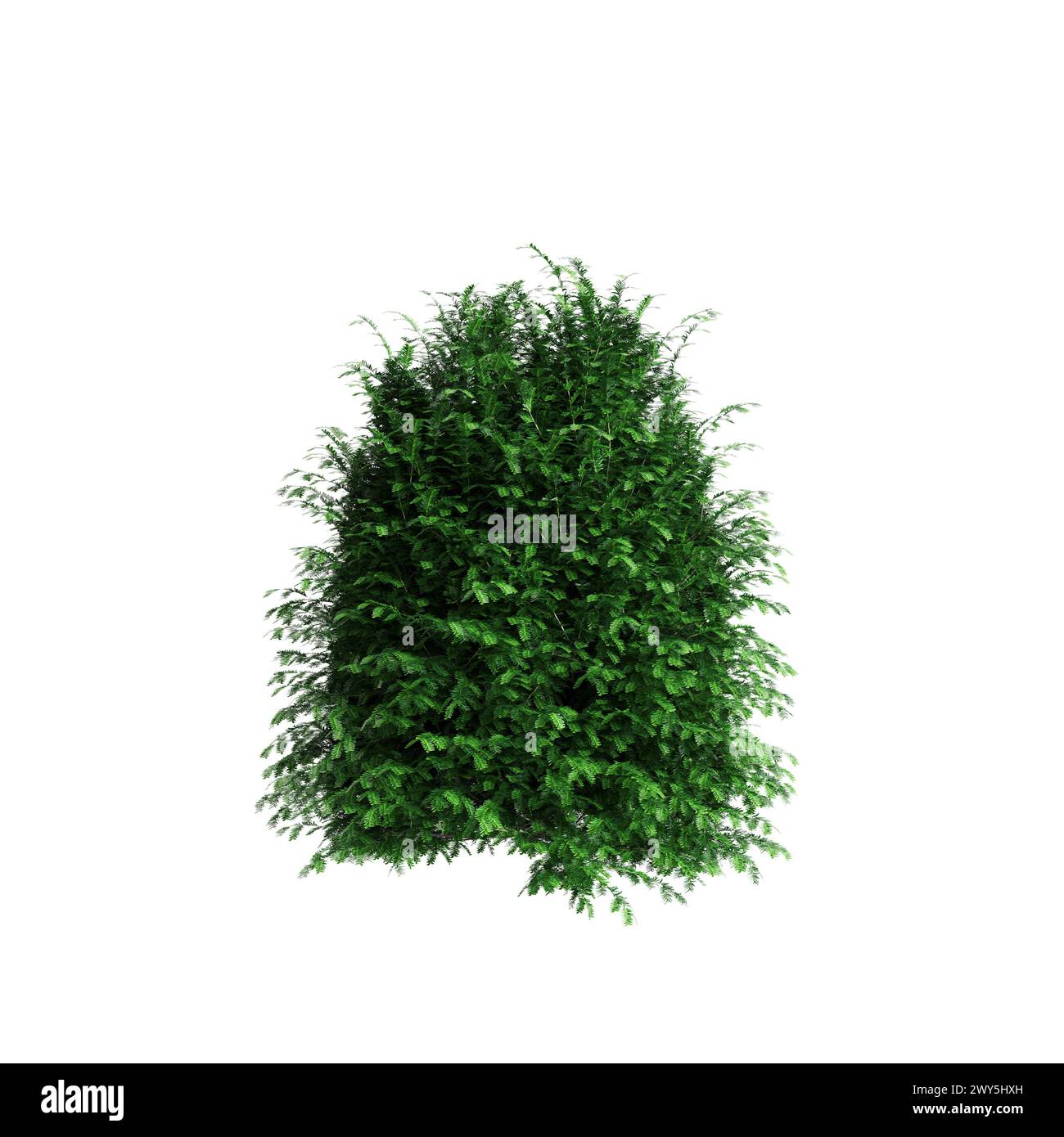 3d illustration of Taxus baccata bush isolated on white background ...