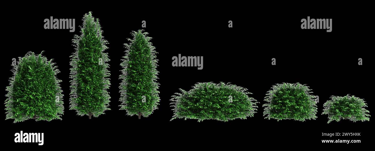 3d illustration of set Taxus baccata bush isolated on white background ...