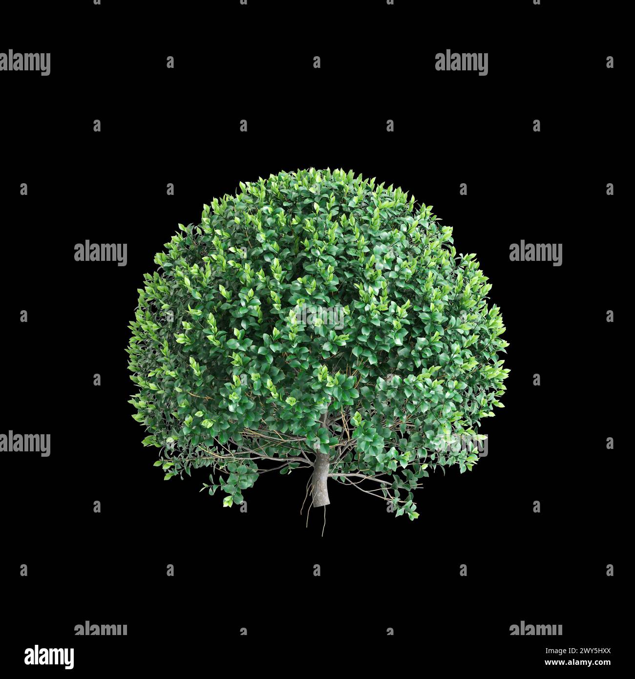 3d illustration of Ficus microcarpa tree isolated on black background ...