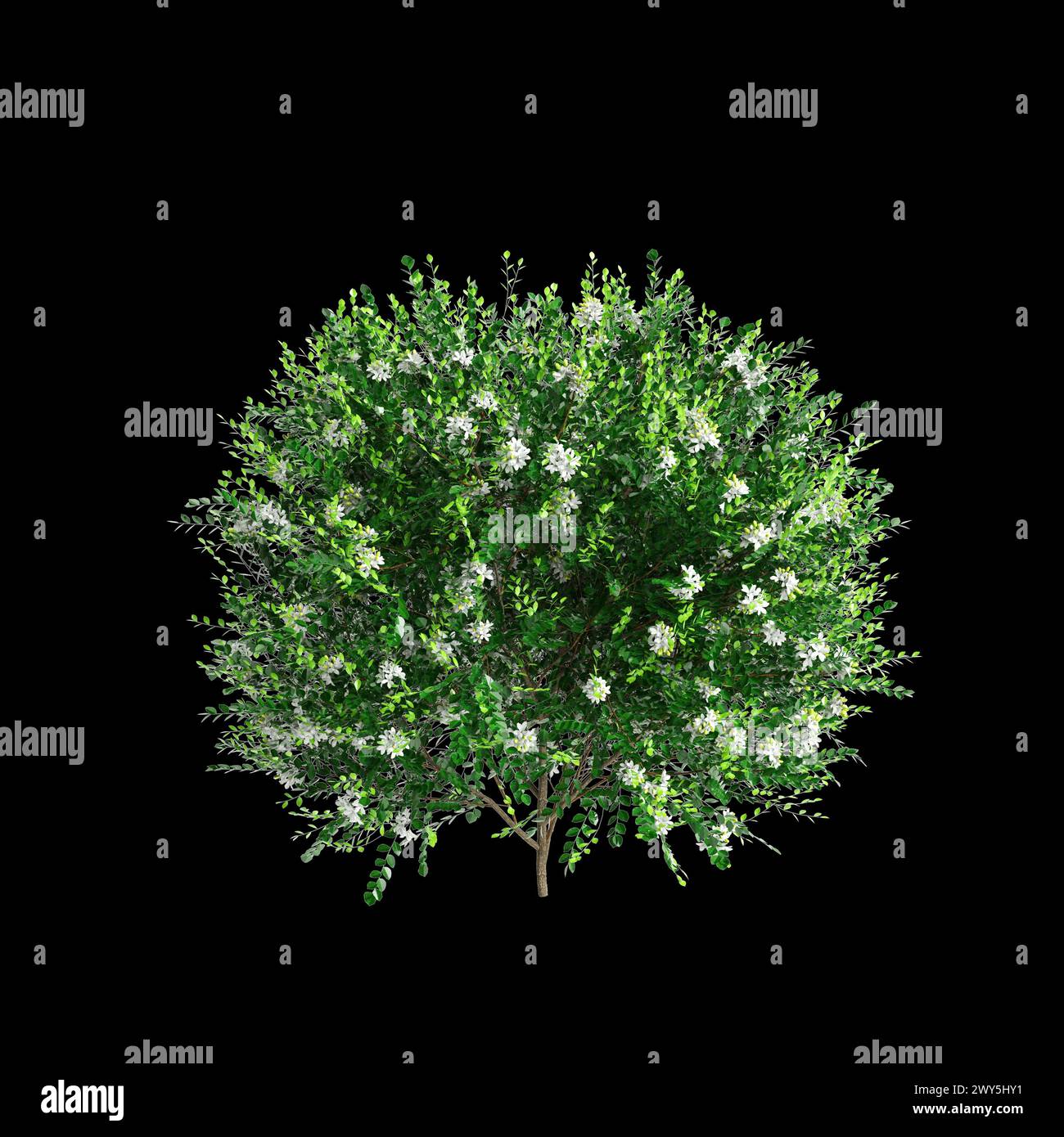 3d illustration of Murraya paniculata bush isolated on black background ...