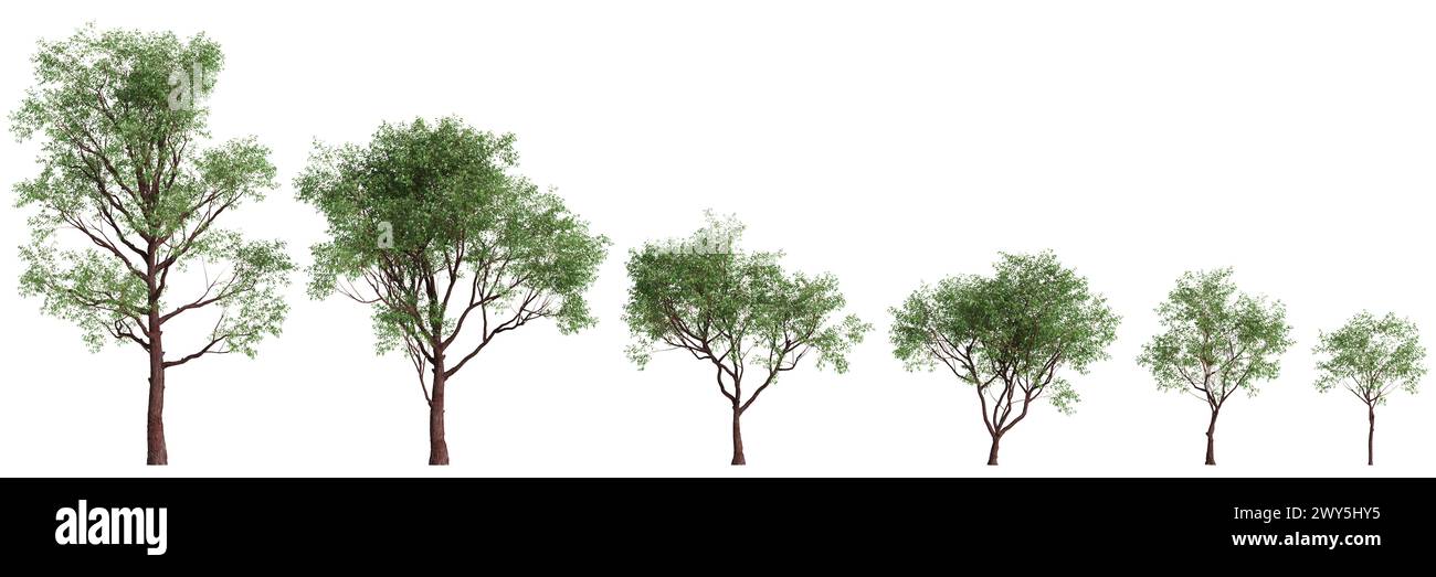 3d illustration of set Corymbia calophylla tree isolated on white ...
