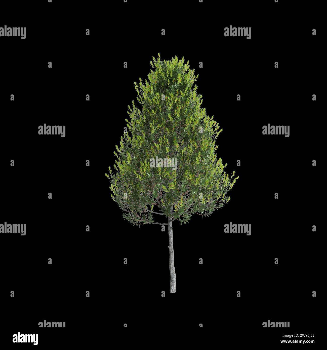 3d illustration of Ilex x aquipernyi tree isolated on black background Stock Photo - Alamy