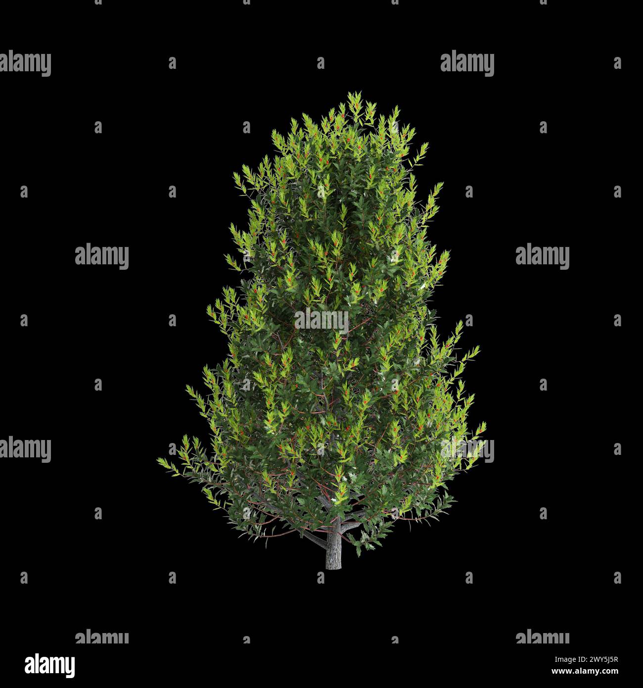 3d illustration of Ilex x aquipernyi tree isolated on black background Stock Photo - Alamy