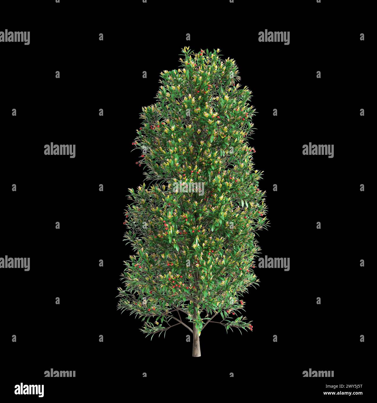 3d illustration of Syzygium australe tree isolated on black background ...