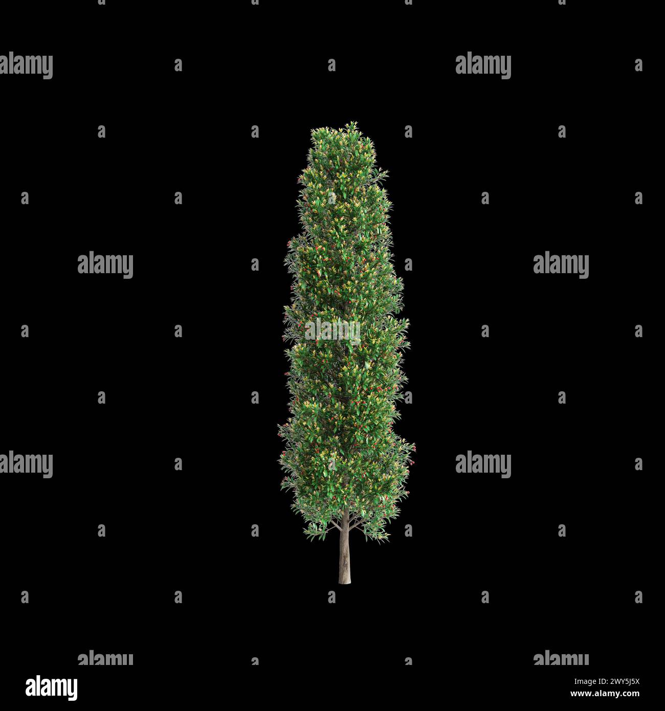 3d illustration of Syzygium australe tree isolated on black background ...