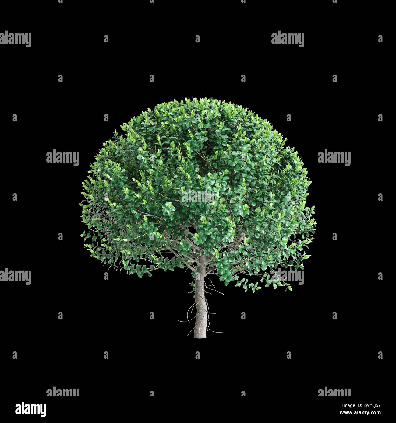 3d illustration of Ficus microcarpa tree isolated on black background ...