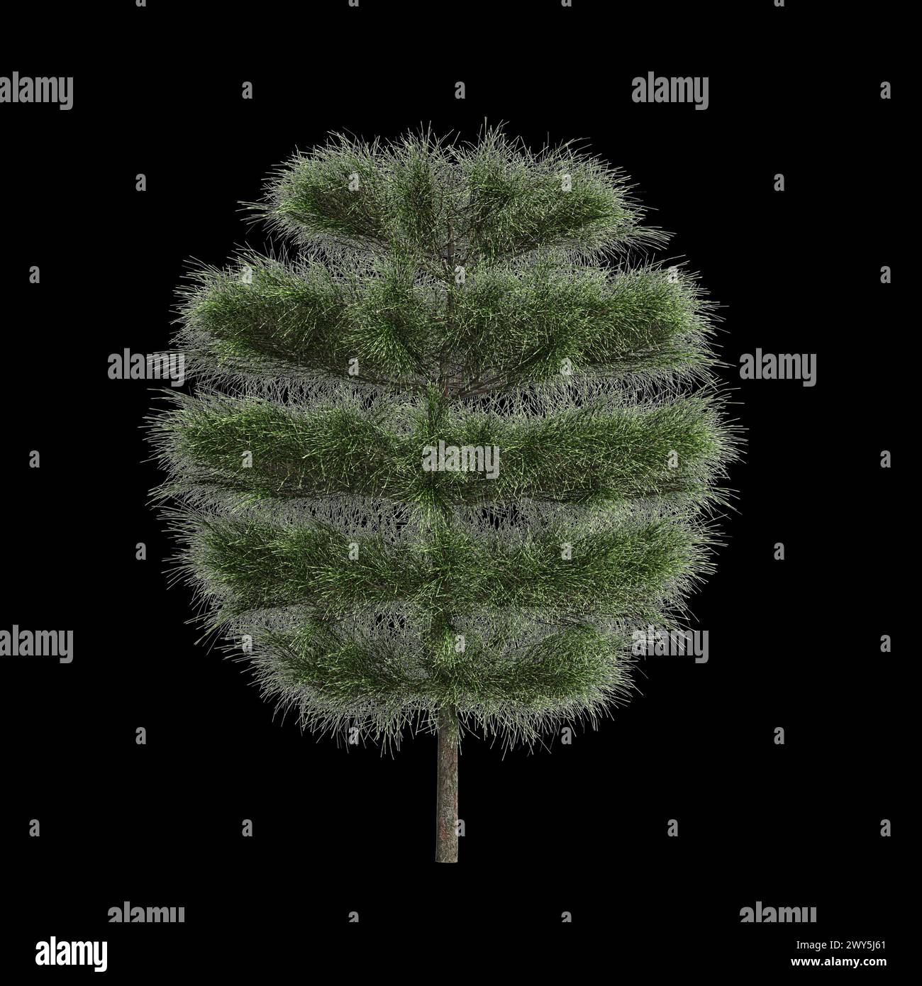 3d illustration of Casuarina equisetifolia bush isolated on black ...
