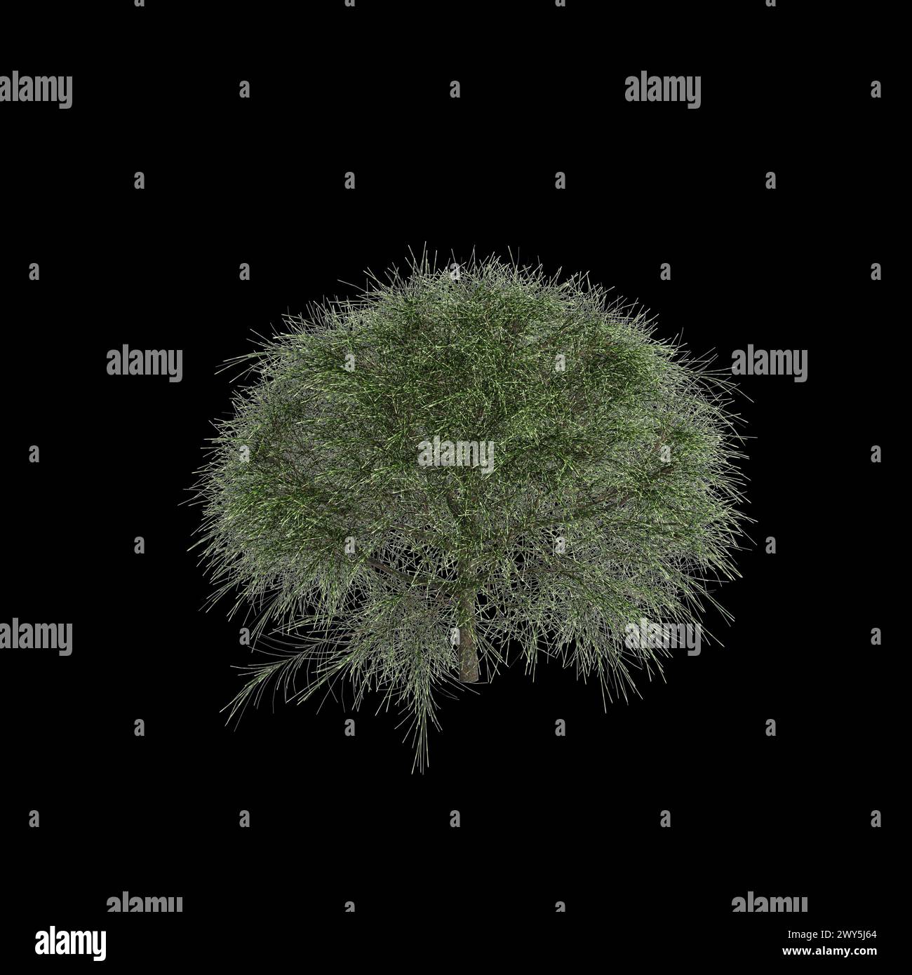 3d illustration of Casuarina equisetifolia bush isolated on black ...