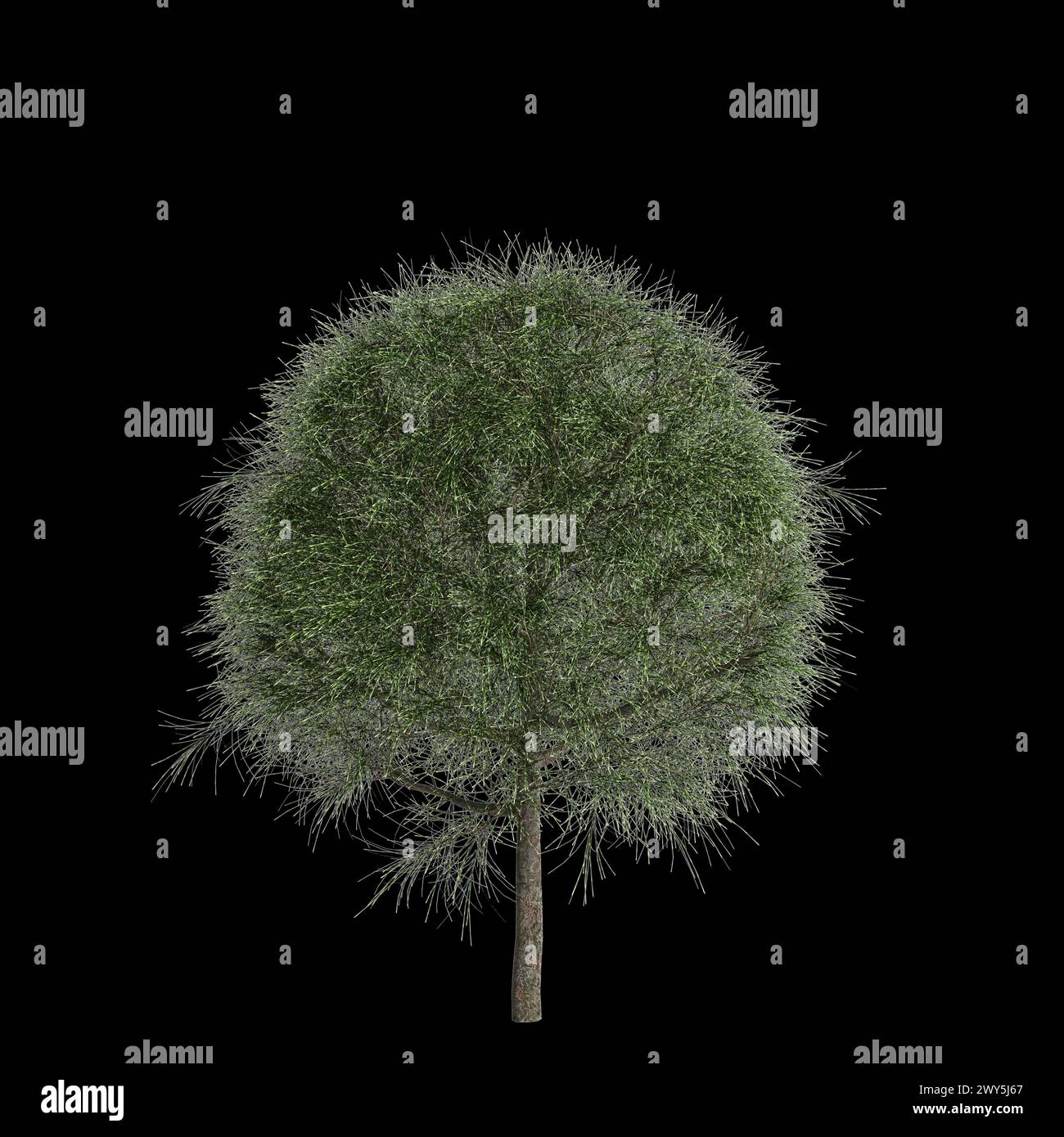 3d illustration of Casuarina equisetifolia bush isolated on black ...