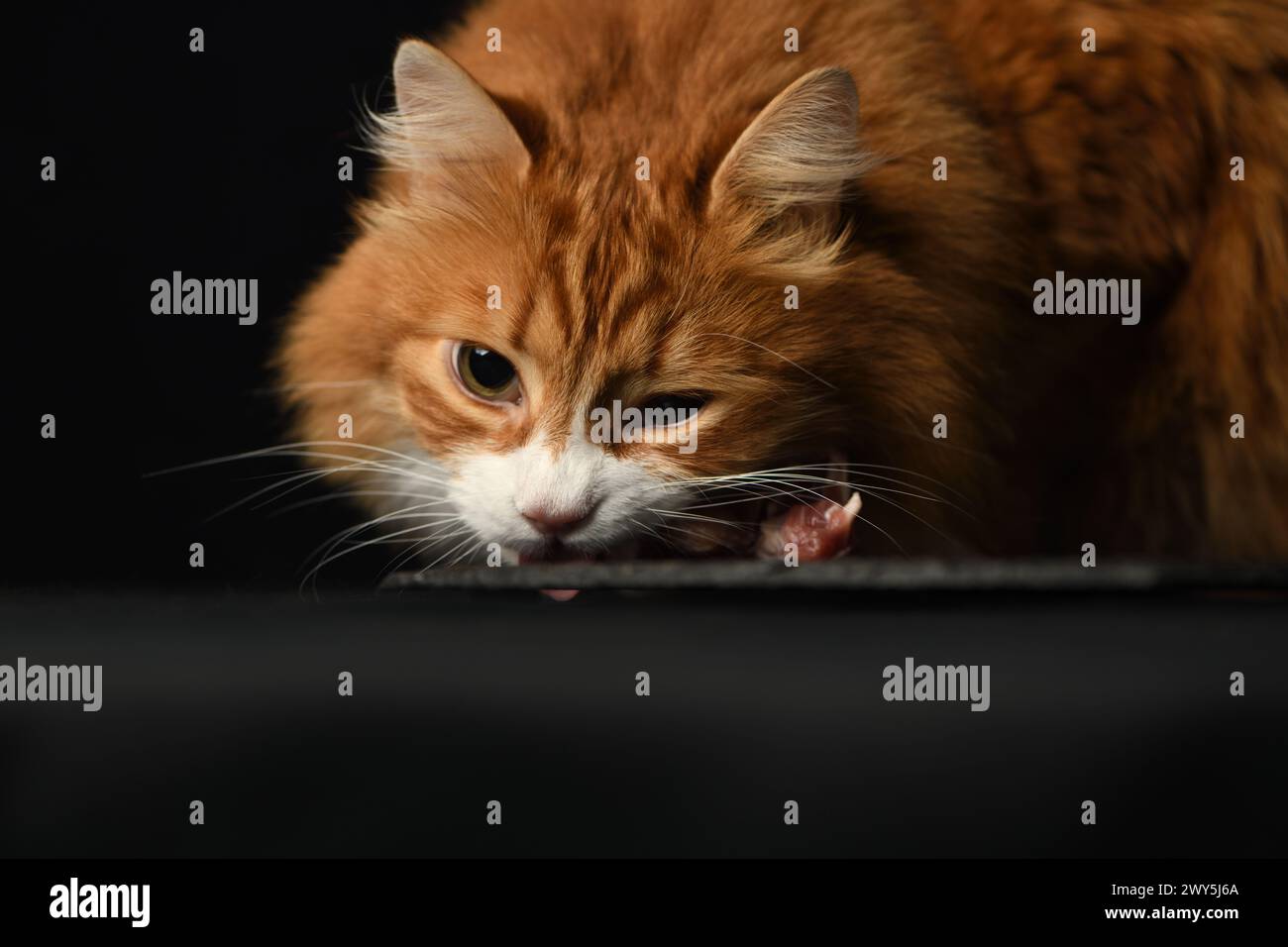Red cat eats a piece of raw meat from a plate on a black background ...