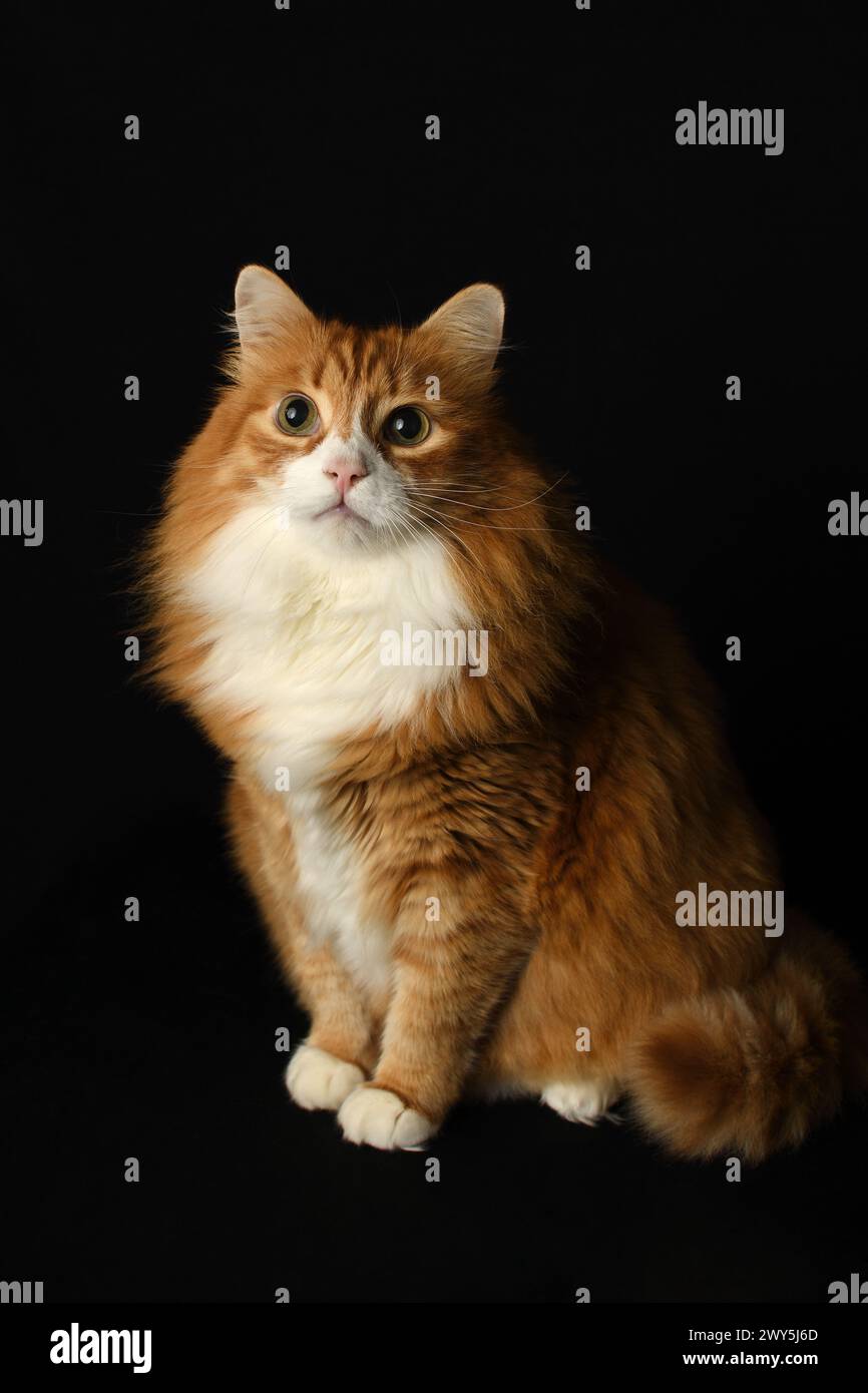Portrait of a sitting fluffy ginger cat on a black background Stock ...