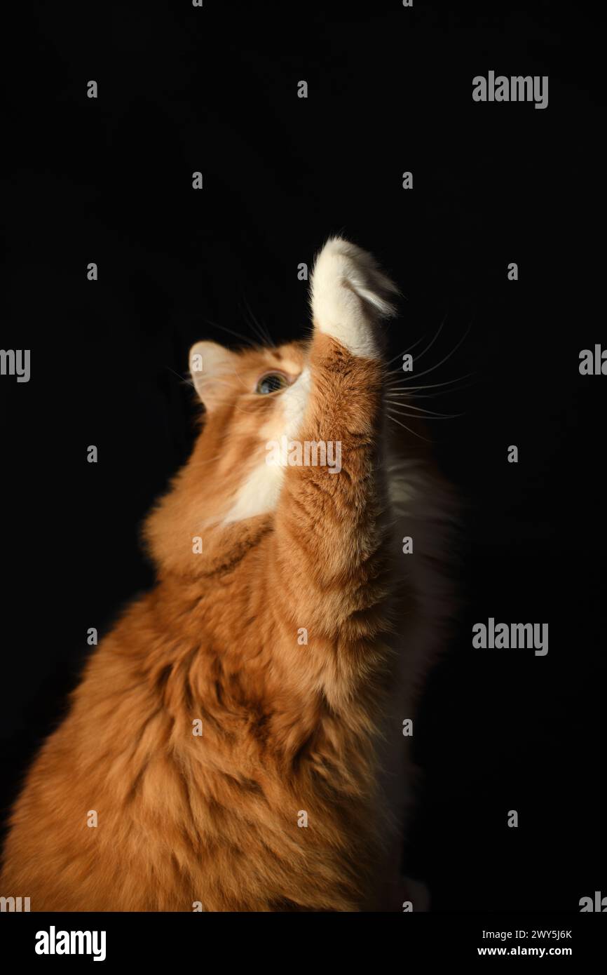 The red cat looked up and raised his paw. Black background Stock Photo ...