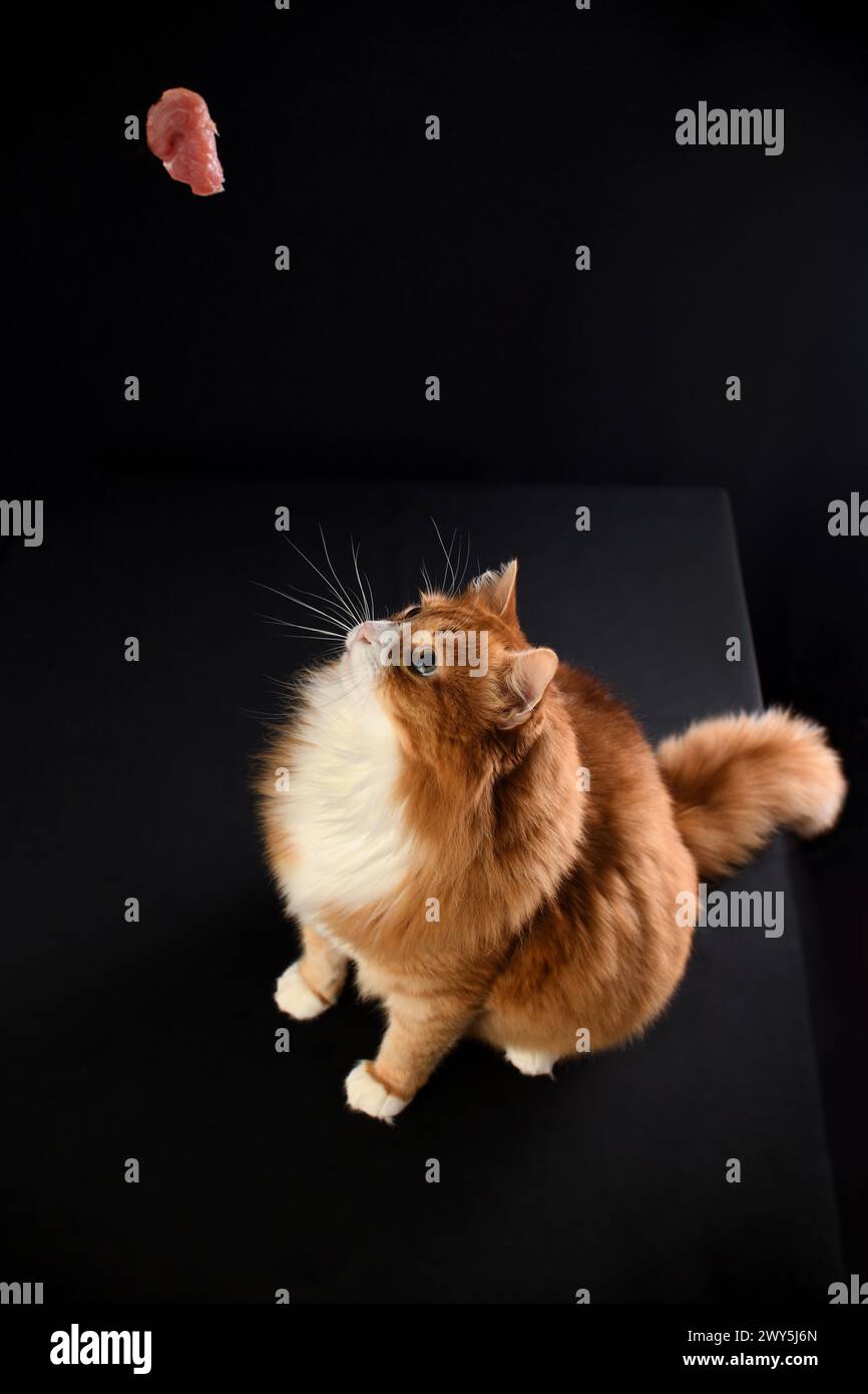 A ginger cat, sitting, watches a piece of raw meat fly, raising its ...