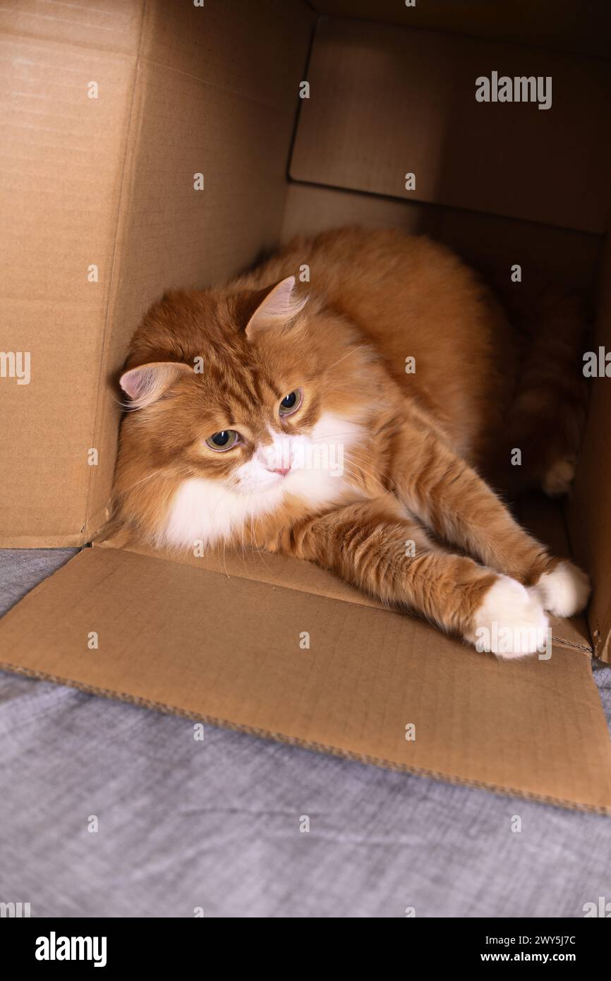 Resting in cardboard box hi-res stock photography and images - Alamy