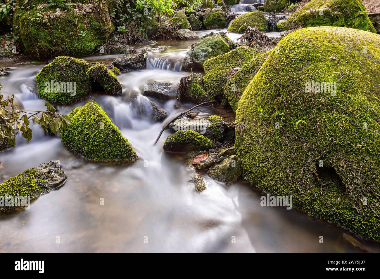 mountain stream flowing through mossy rocks, image taken in Apuseni ...
