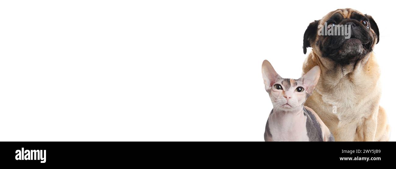Adorable Sphynx cat and cute pug dog on white background. Banner design ...