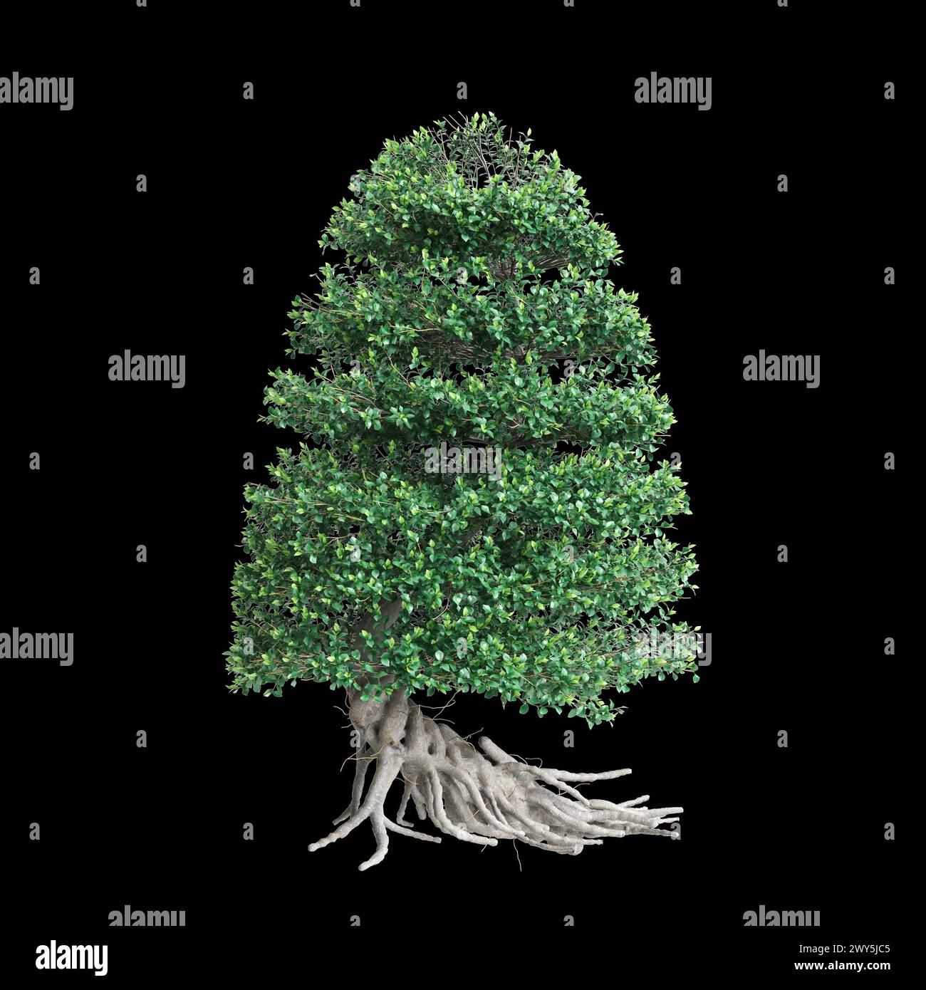 3d illustration of Ficus microcarpa tree isolated on black background ...