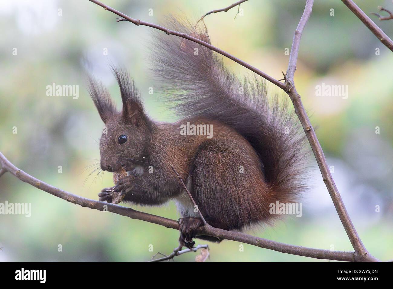 red squirrel eating nut on a branch (Sciurus vulgaris Stock Photo - Alamy