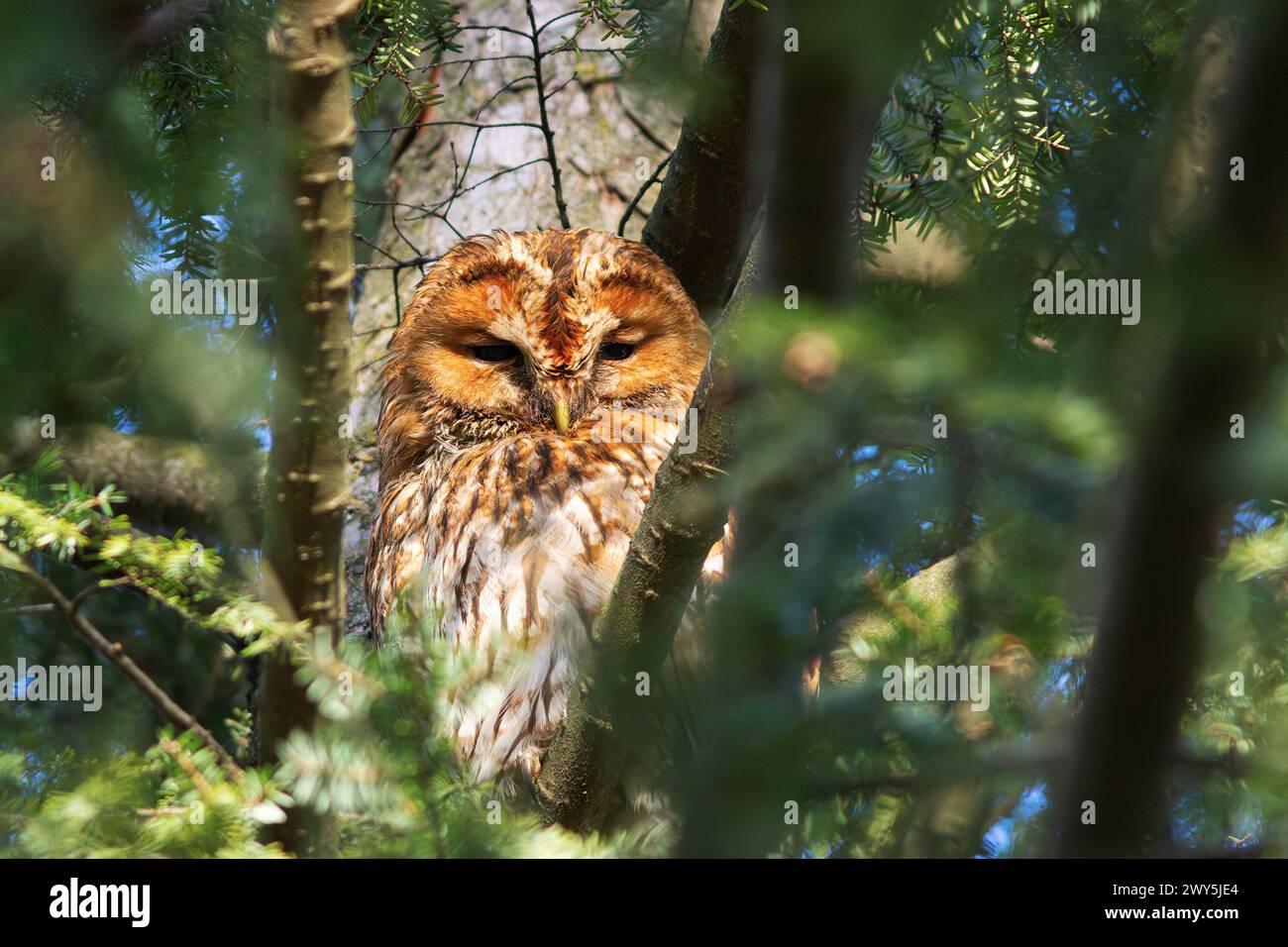 Canopy wildlife observation hi-res stock photography and images - Alamy