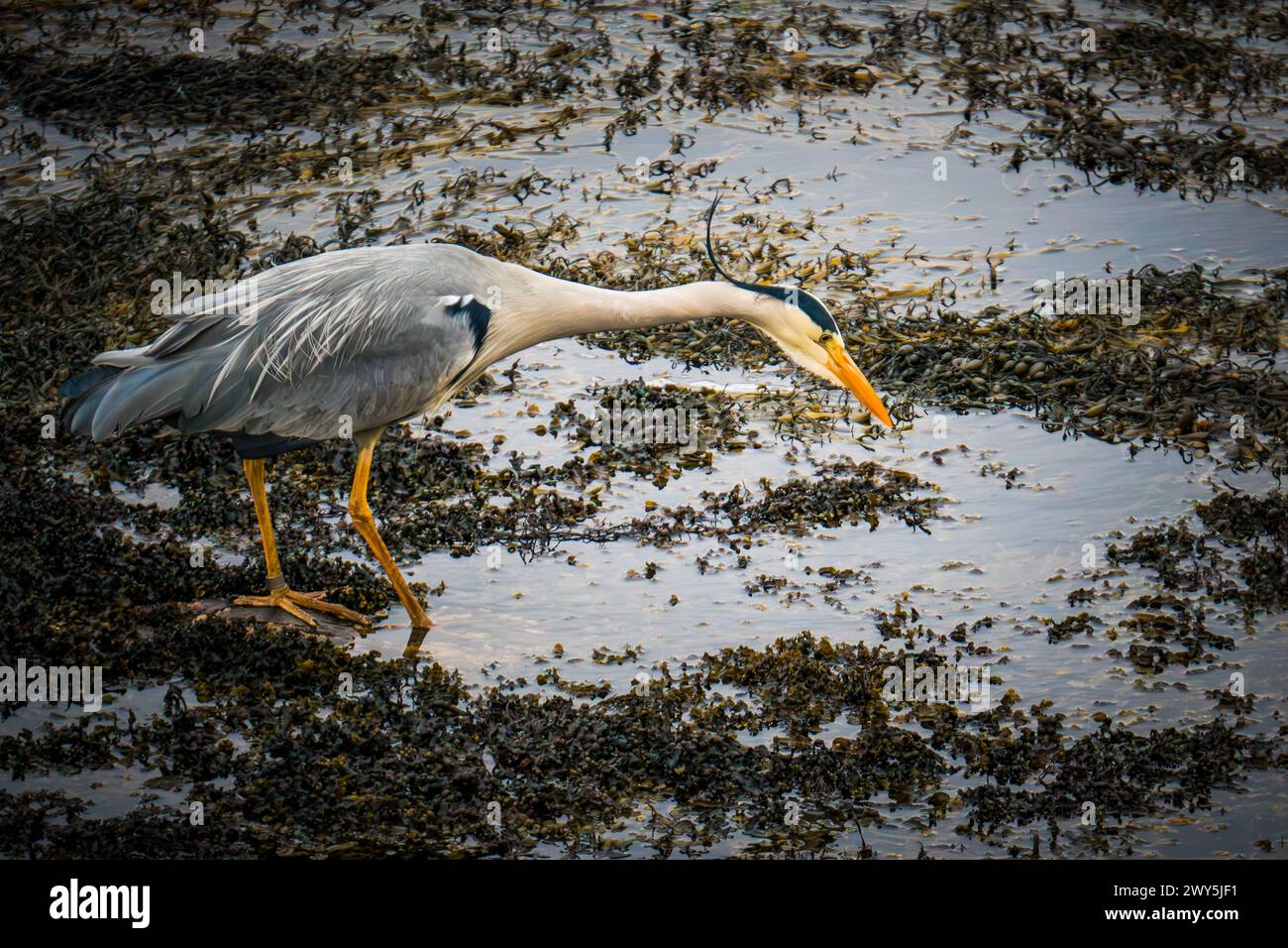 Salen ardnamurchan hi-res stock photography and images - Alamy
