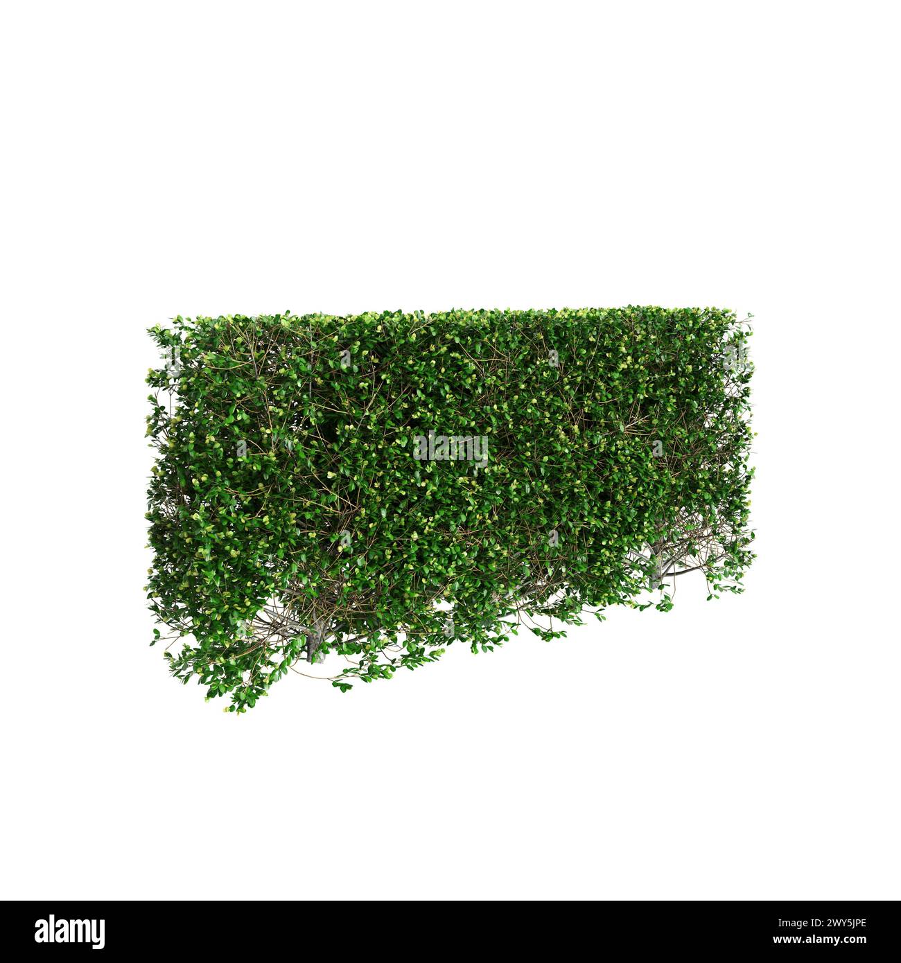 3d illustration of Buxus sempervirens treeline isolated on black ...