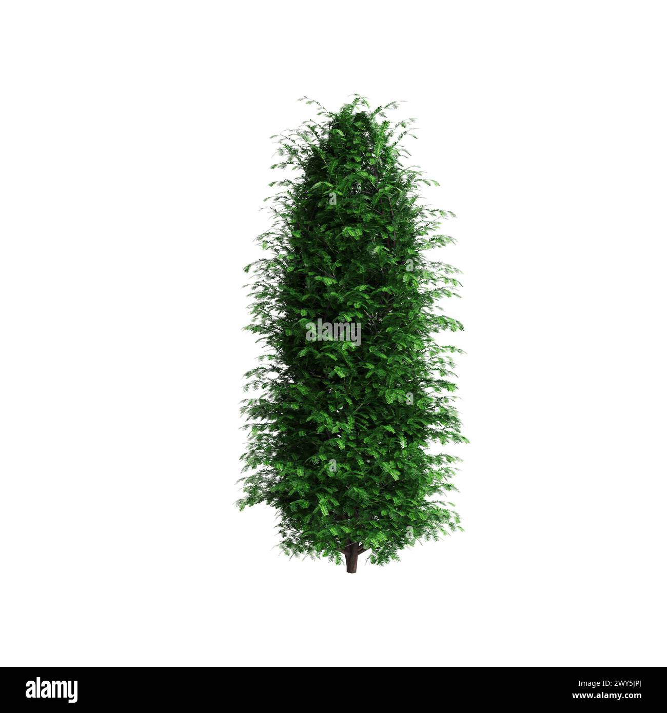 3d illustration of Taxus baccata bush isolated on white background ...