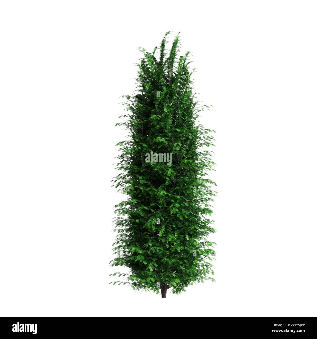 3d illustration of Taxus baccata bush isolated on white background ...