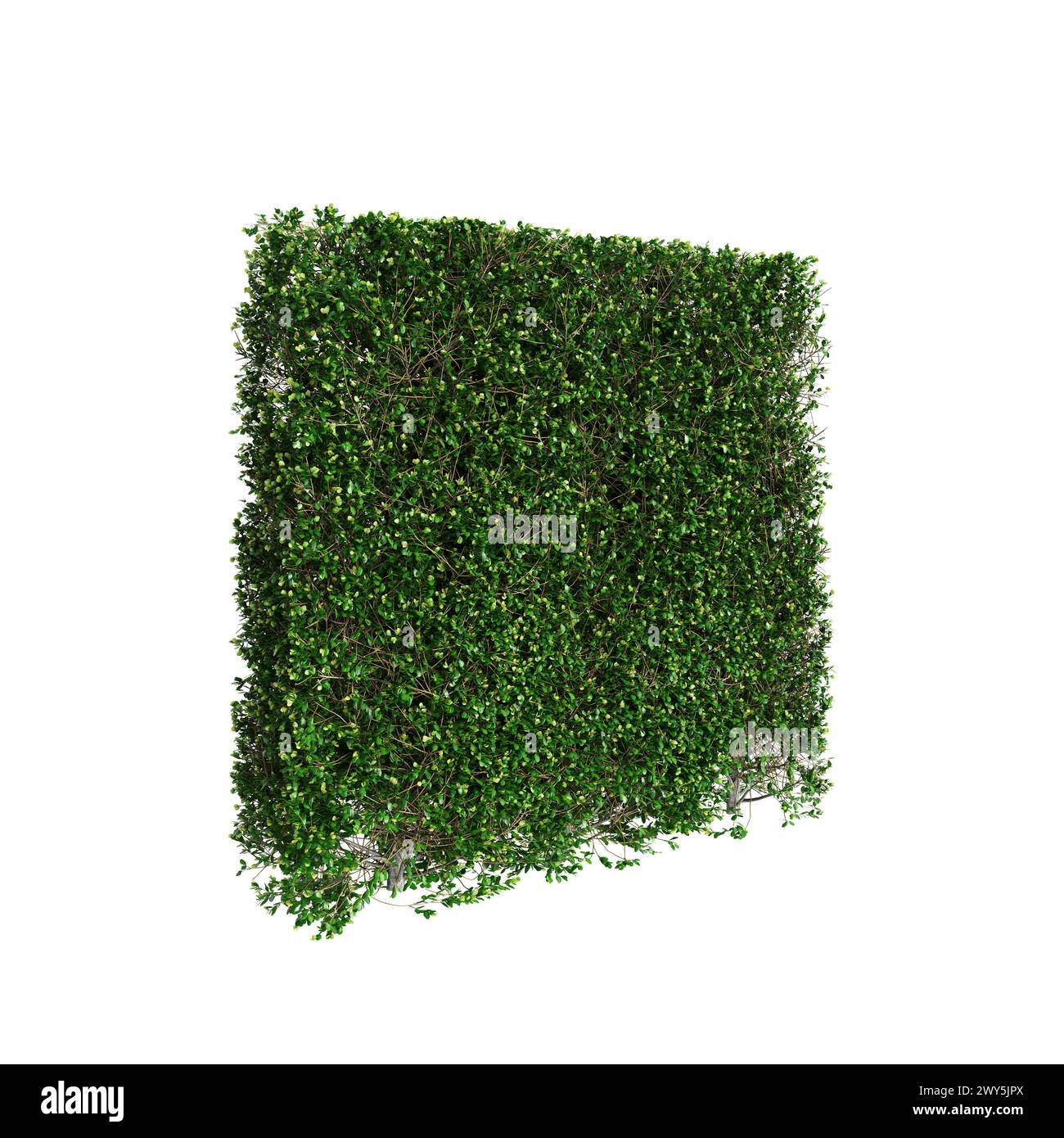 3d illustration of Buxus sempervirens treeline isolated on black ...