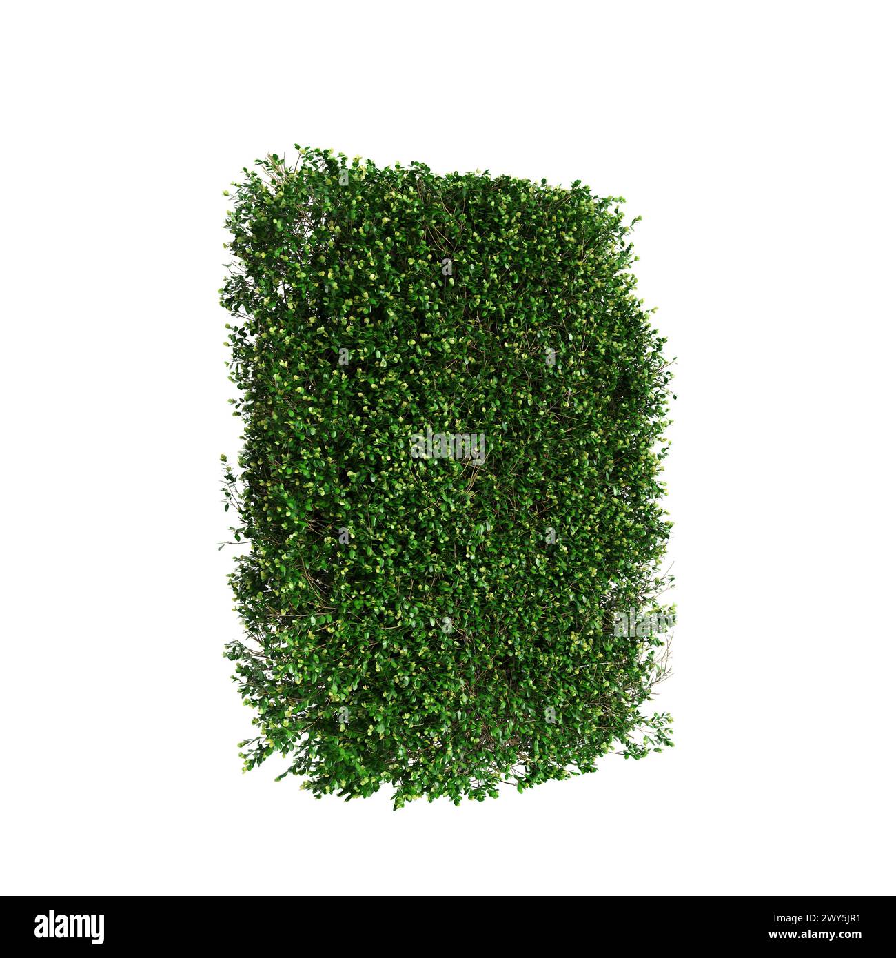 3d illustration of Buxus sempervirens treeline isolated on black ...