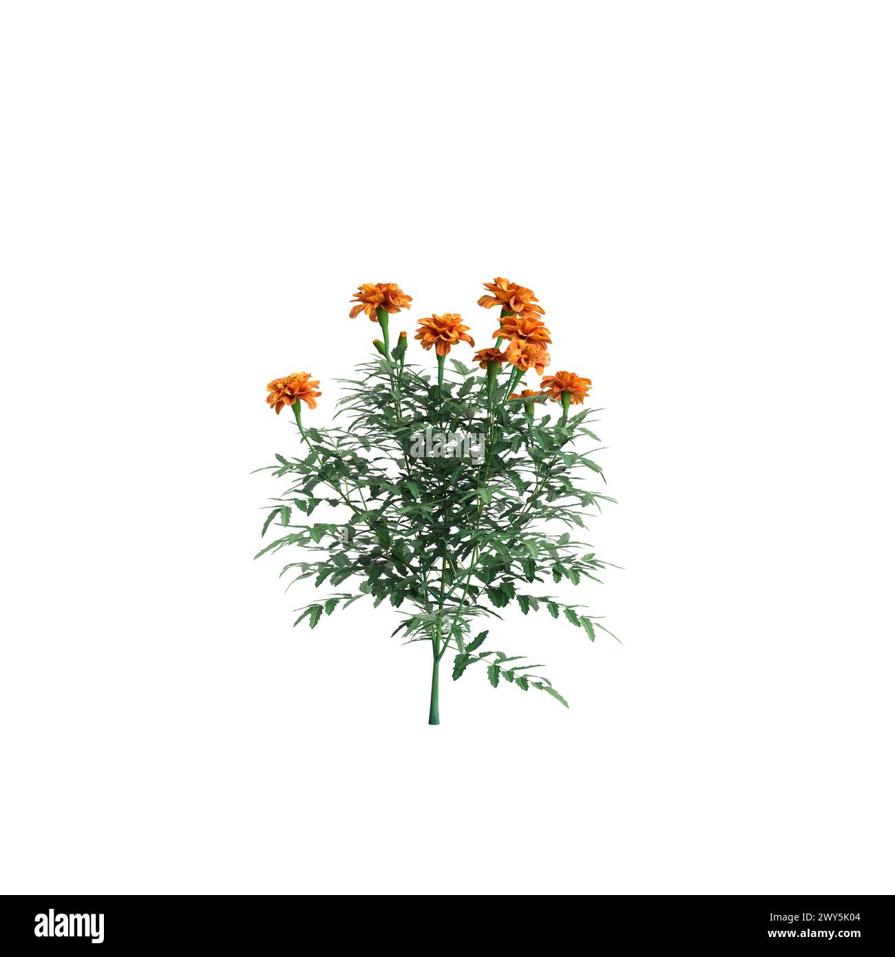 3d illustration of Tagetes erecta bush isolated on white background ...