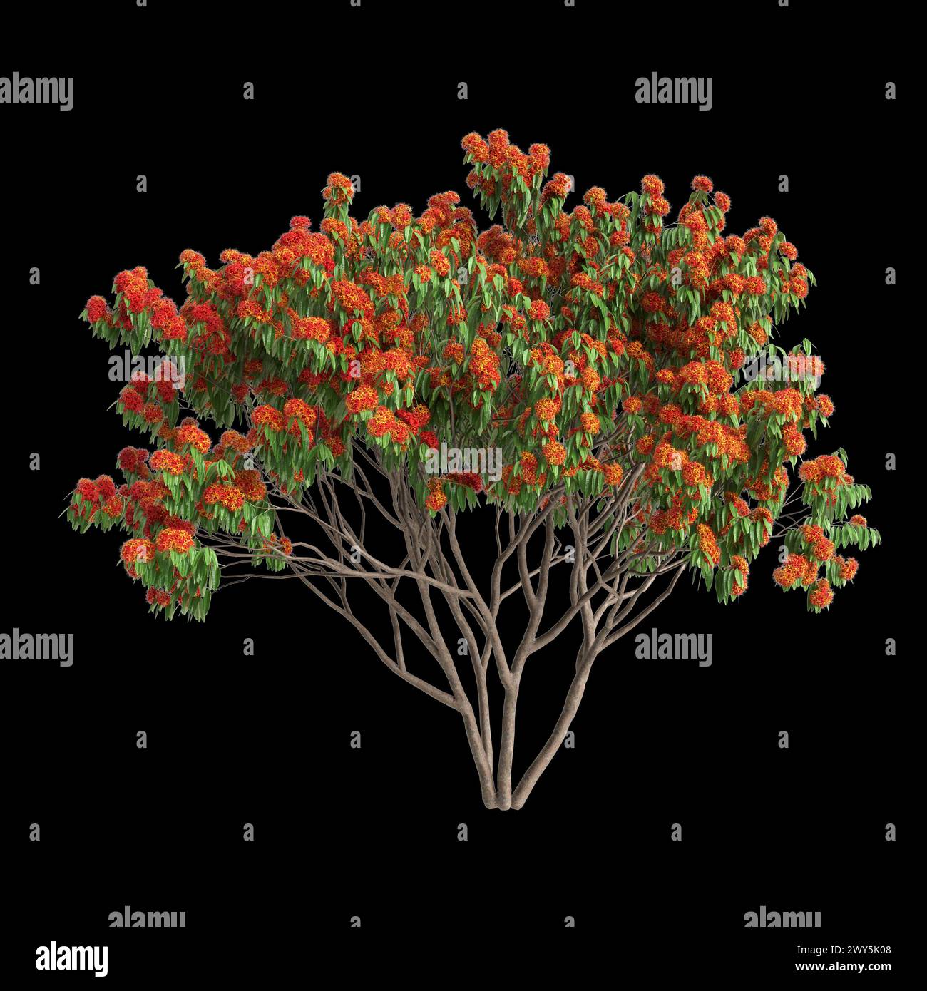 3d illustration of Saraca asoca tree isolated on black background Stock ...