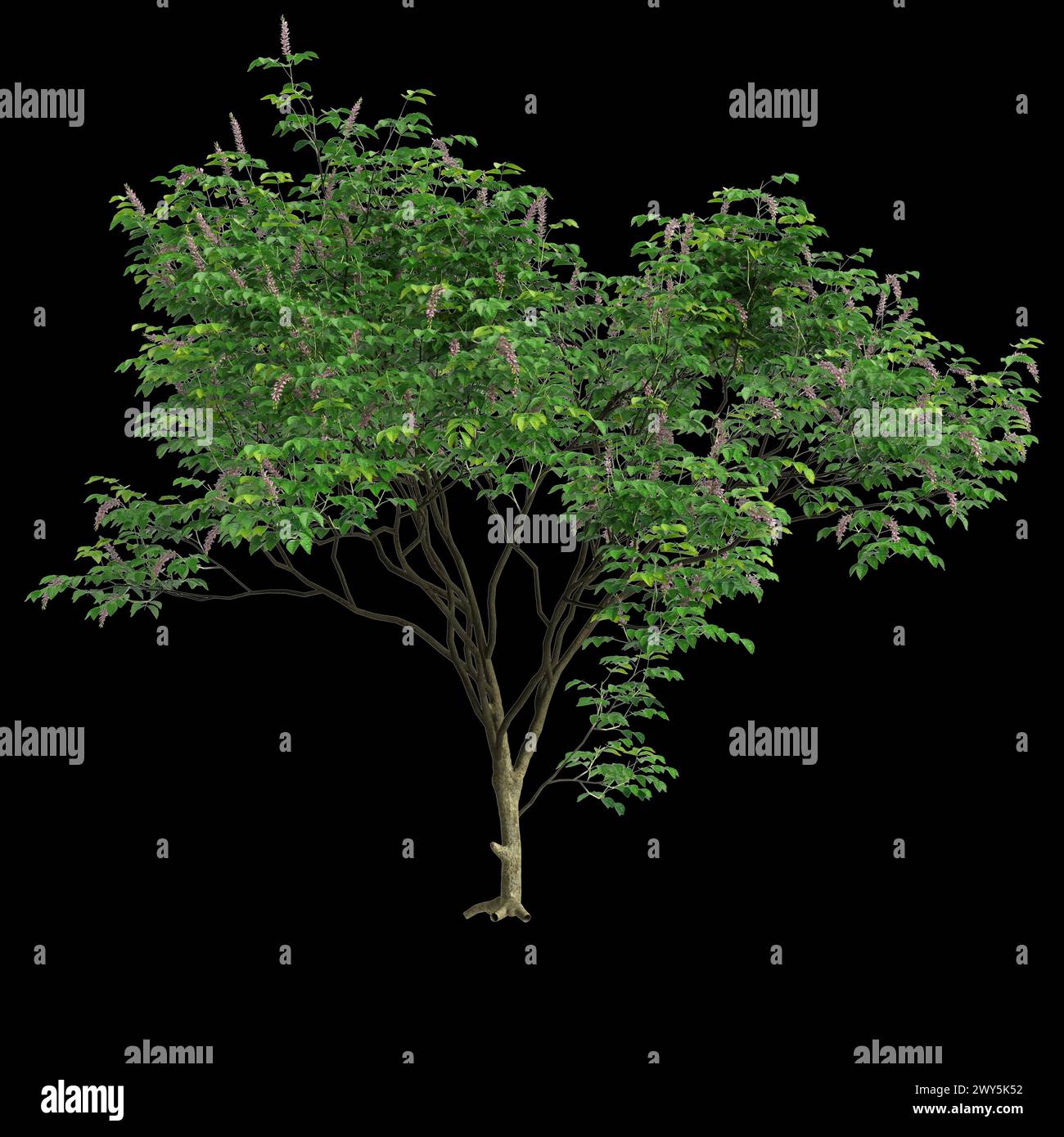 3d illustration of set Millettia pinnata tree isolated on black ...