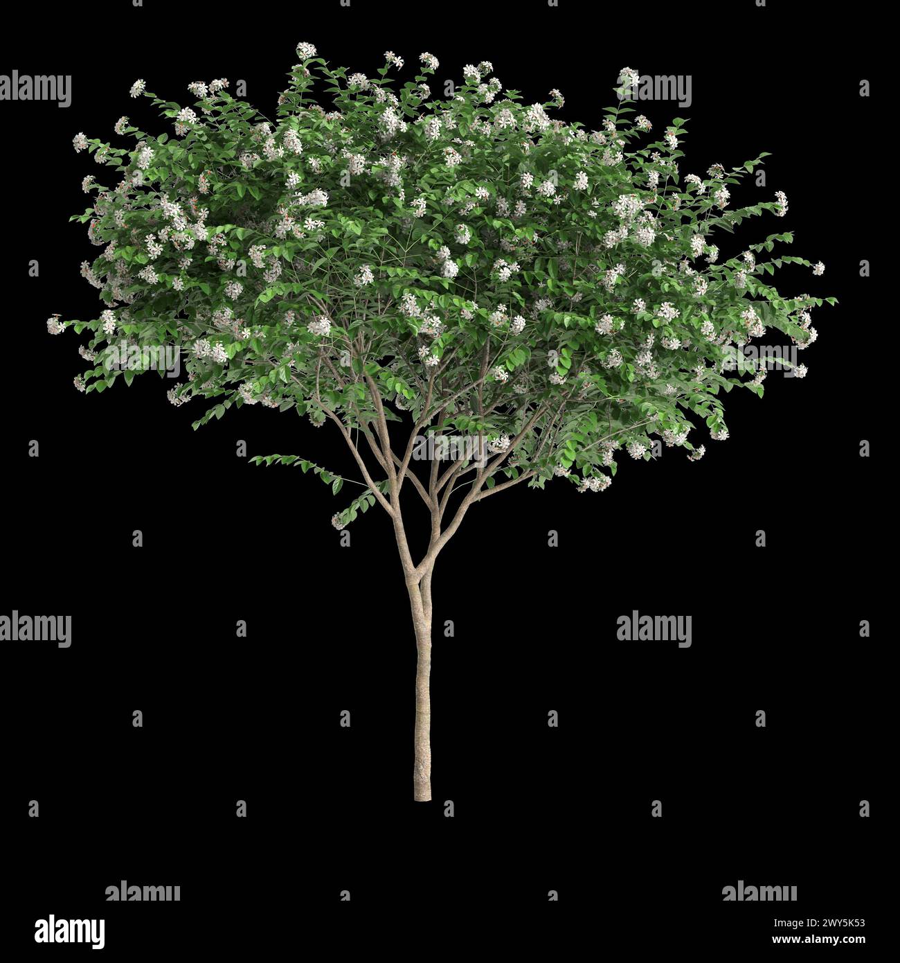 3d illustration of set Nyctanthes arbor tristis tree isolated on black ...