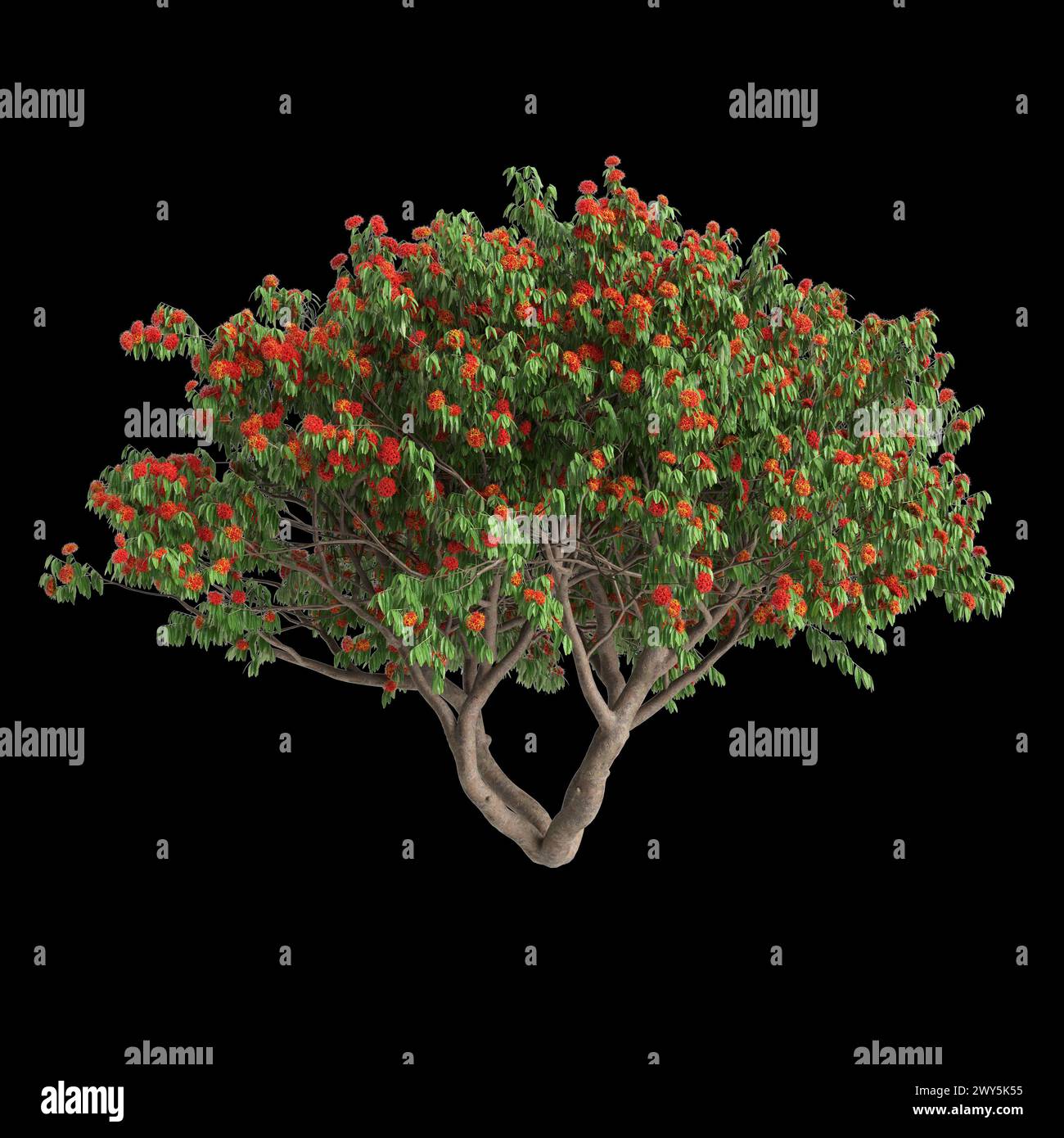 3d illustration of Saraca asoca tree isolated on black background Stock ...