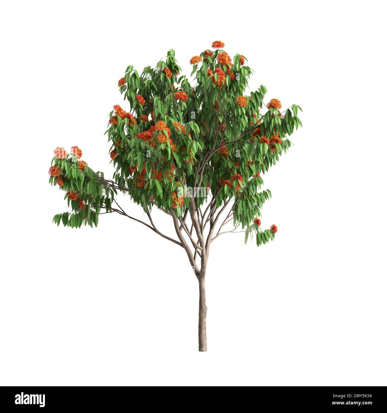 3d illustration of Saraca asoca tree isolated on white background Stock ...