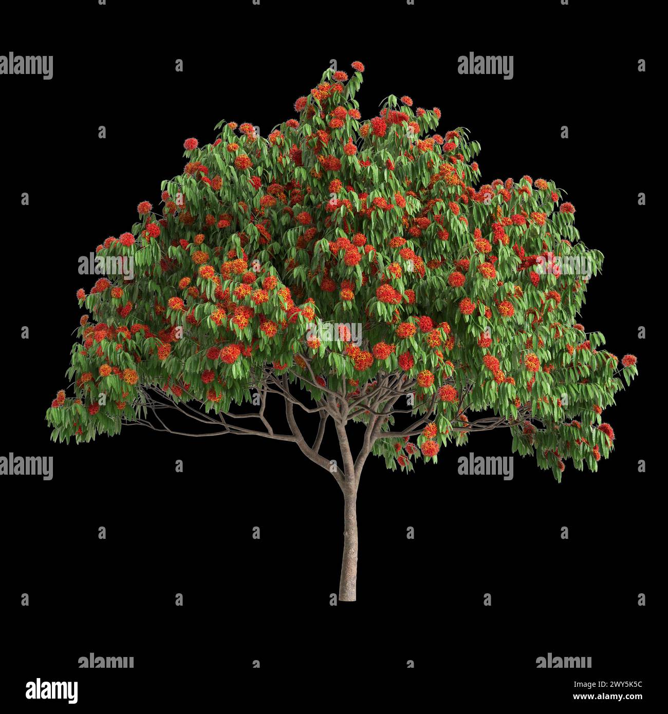 3d illustration of Saraca asoca tree isolated on black background Stock ...