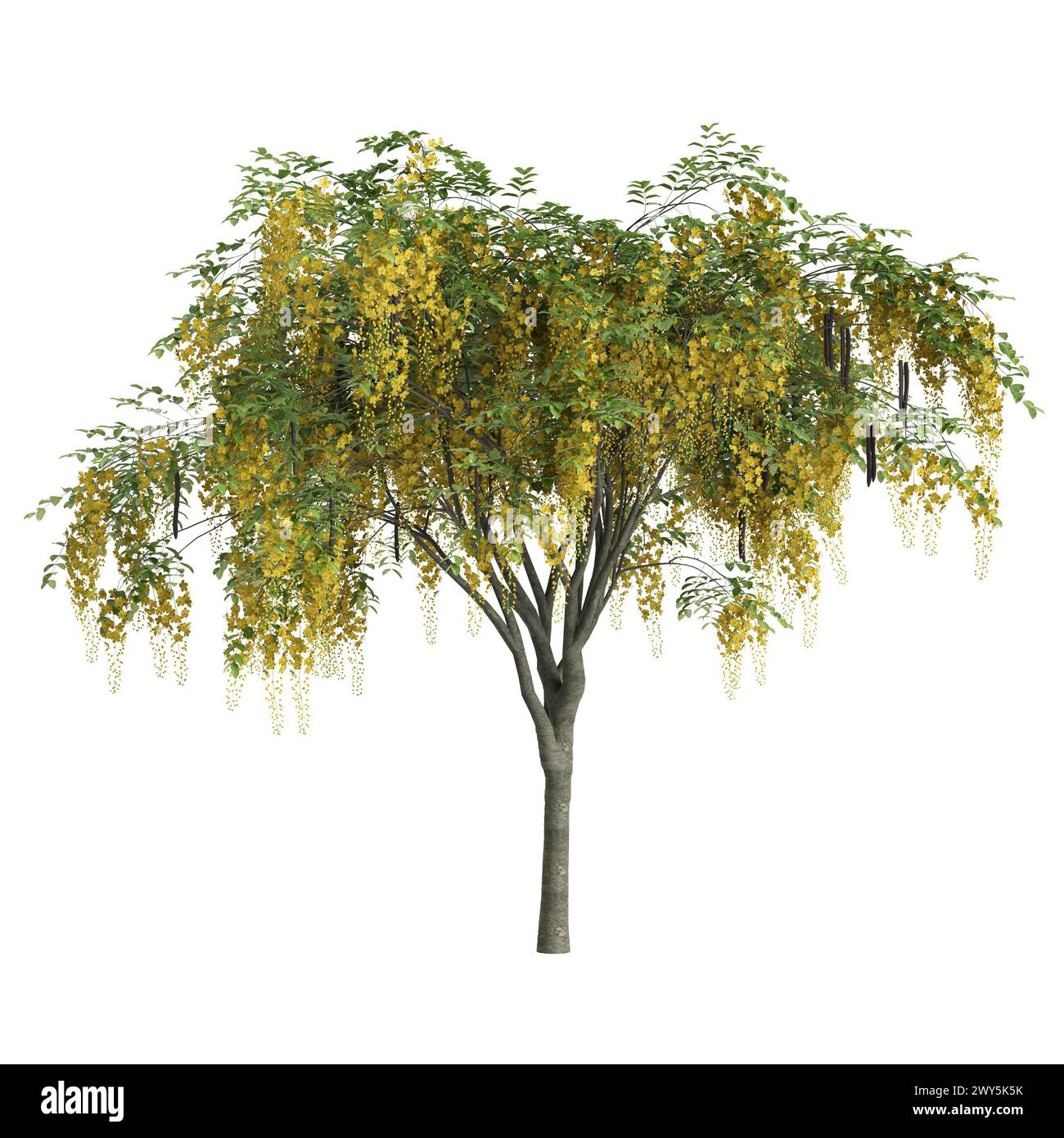 3d illustration of set Cassia fistula tree isolated on white background ...