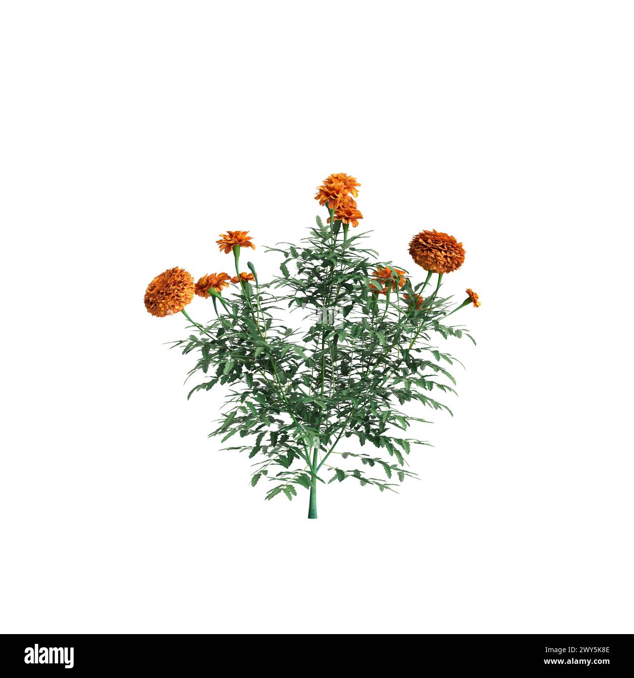3d illustration of Tagetes erecta bush isolated on white background ...